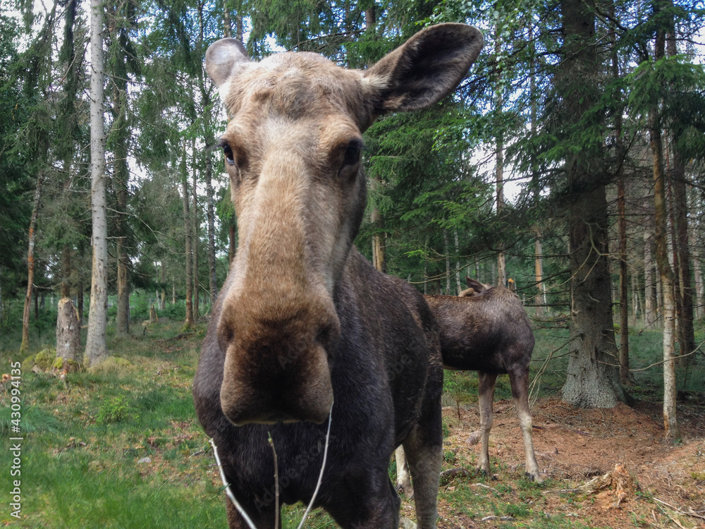 Extreme Close up photo of a Moose in the forest. With a moose in the ...