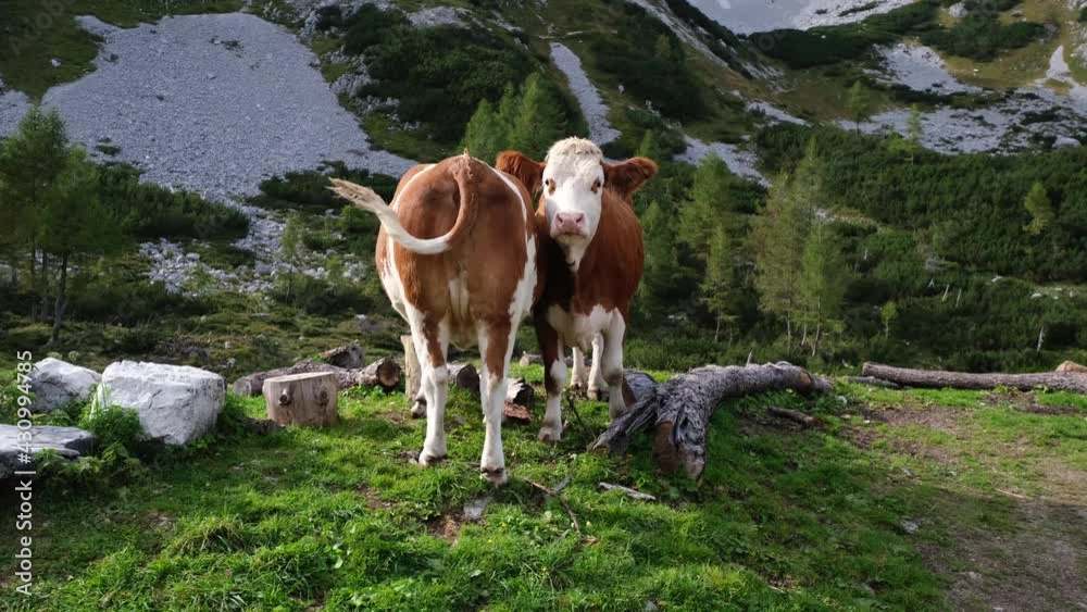 Funny cows in the Austrian Alps. Two beautiful brown cows standing on ...