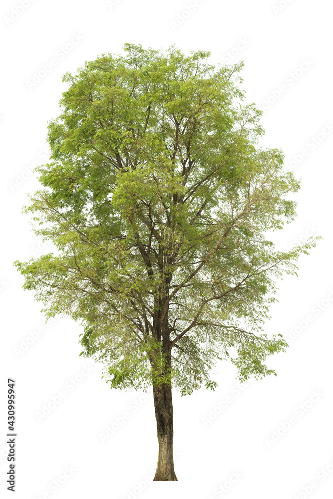 tree side view isolated on white background for landscape and ...