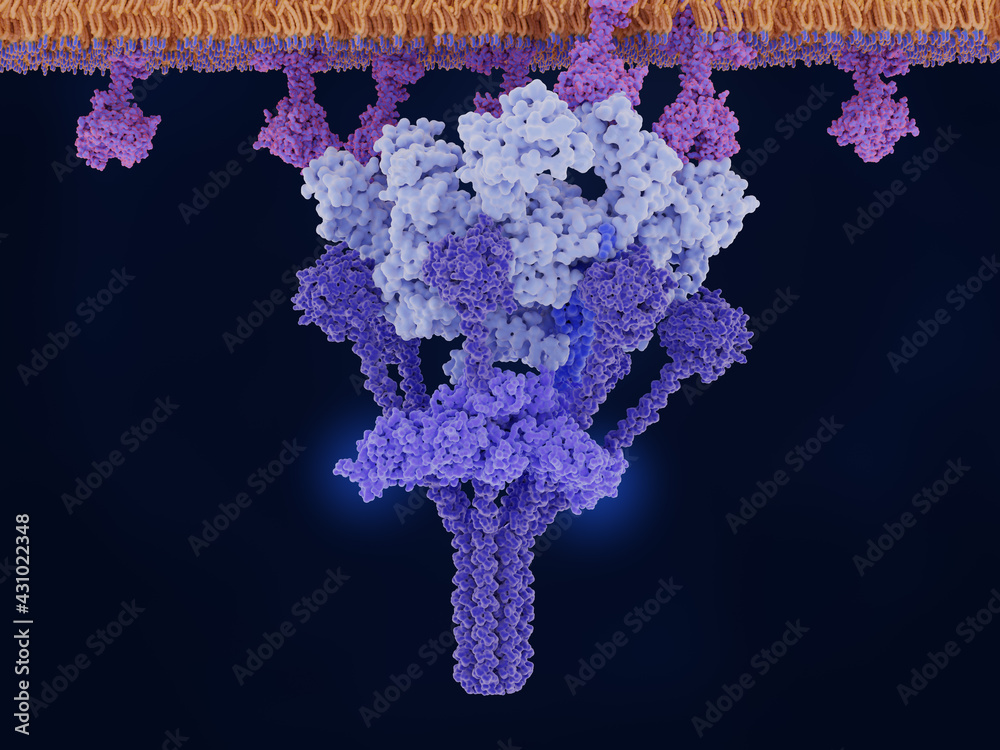 Antigen-bound IgM activates the C1 complex. Classical pathway of the ...