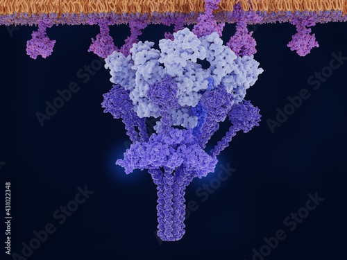 Antigen-bound IgM activates the C1 complex. Classical pathway of the ...