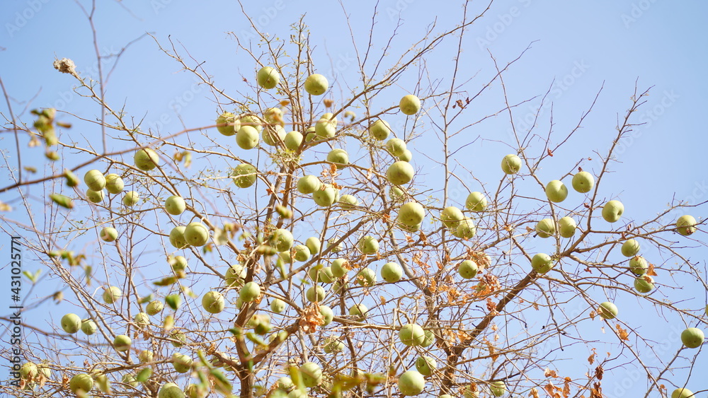 Medicinal fruits of Bilva or Buah Maja richest source of fiber, Vitamin ...