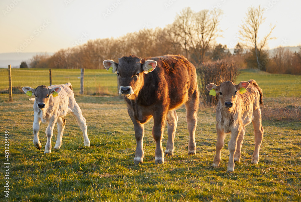 Three calves looking at the camera. In the middle about half a year old ...