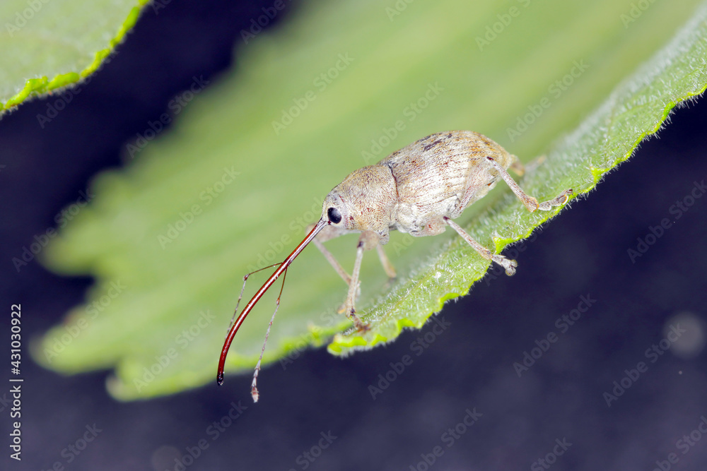 Beetle of Acorn weevil Curculio glandium on oak a leaf. The larvae ...