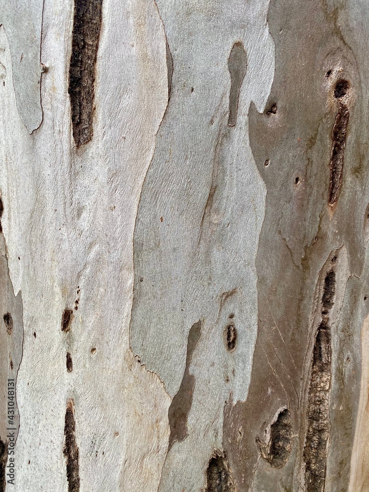 bark of tree platanus. Barkless naked tree Stock Photo | Adobe Stock