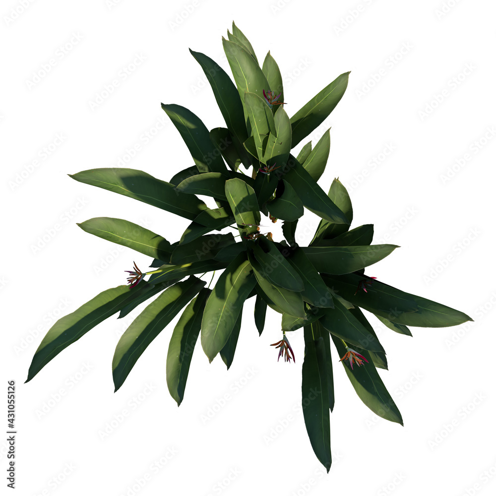 Top view of Plant (parrot's beak Heliconia psittacorum ) Tree white ...