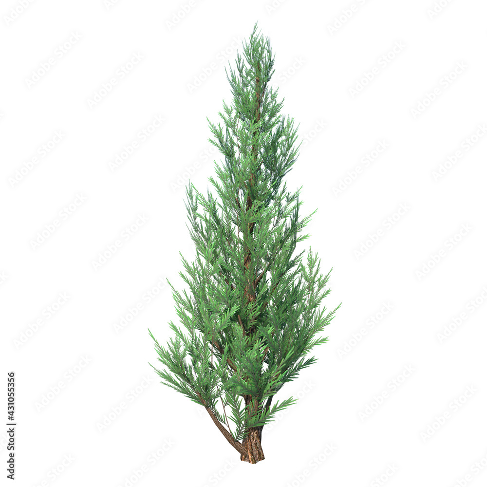 Front view of Plant ( Juniper 1) Tree white background 3D Rendering ...