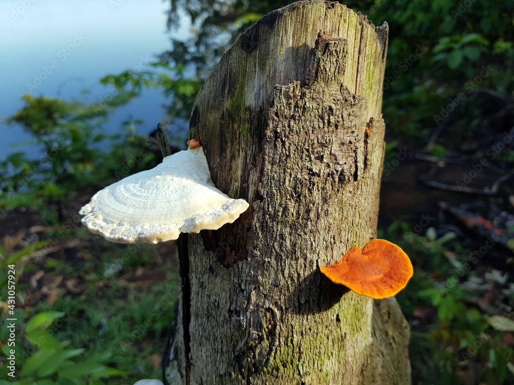 Pycnoporus sanguineus is a saprobic fungus, Polyporaceae family. Amazon ...