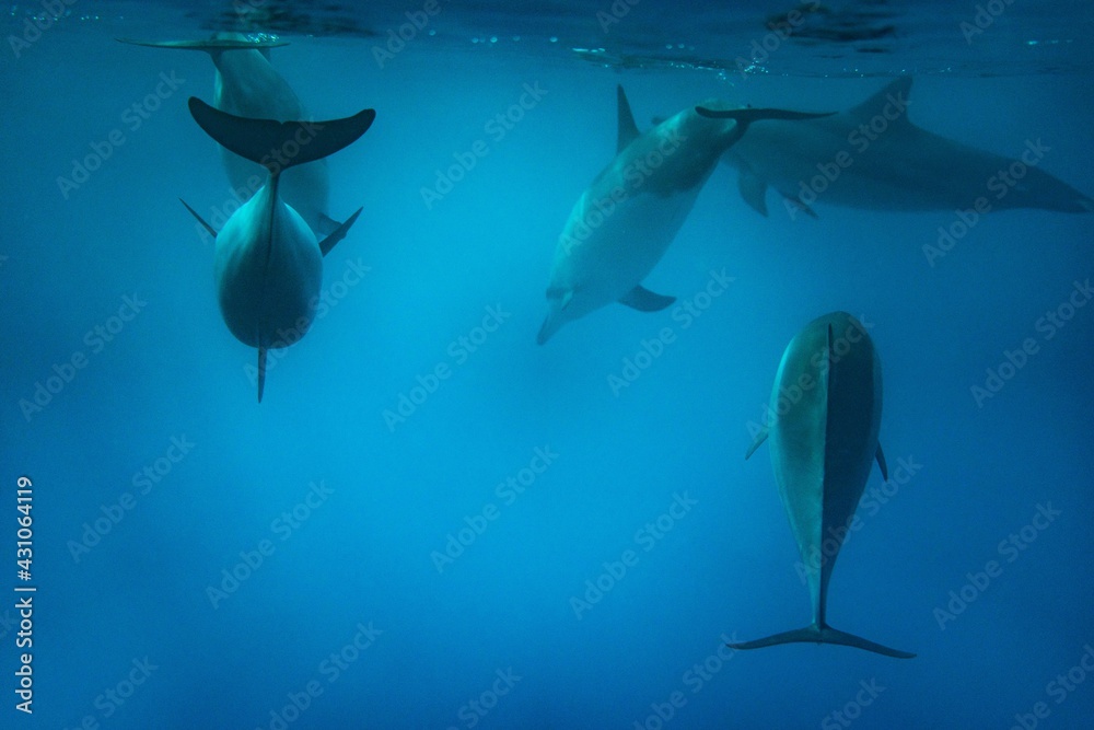 Hawaiian Bottlenose Dolphin Pod Stock Photo | Adobe Stock