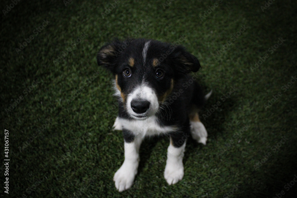 Young tri Border collie puppy looking at camera, tri color border ...