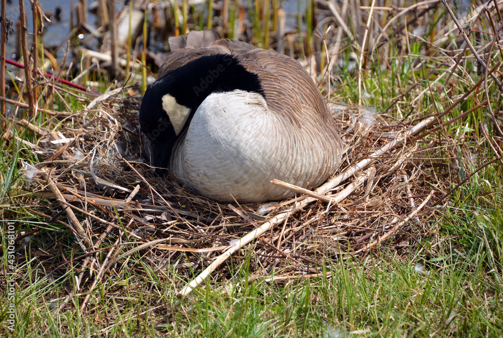 Canadian Goose nesting female laying in a nest (Branta canadensis) is a ...