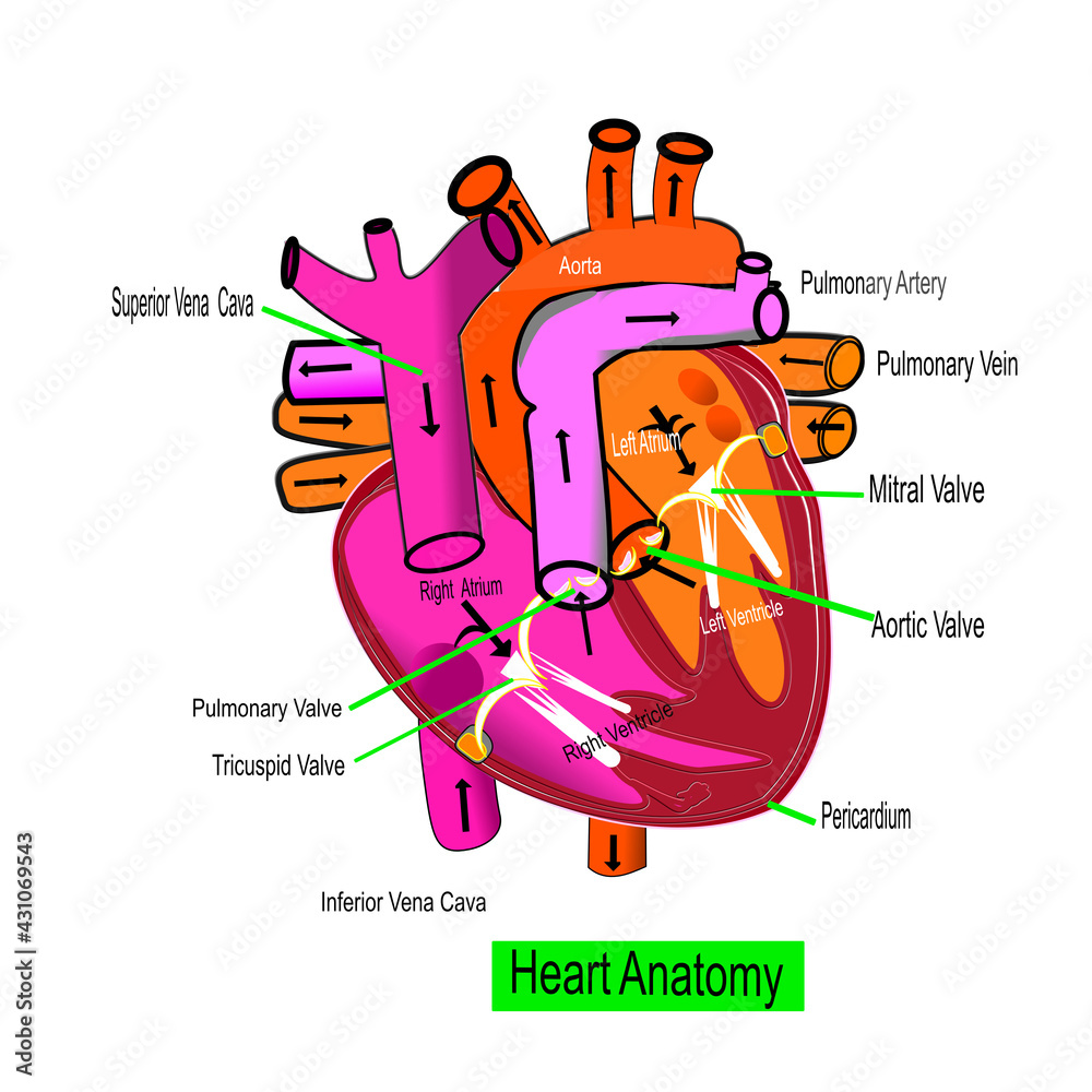 Heart anatomy, circulatory system on a white background, 3d ...