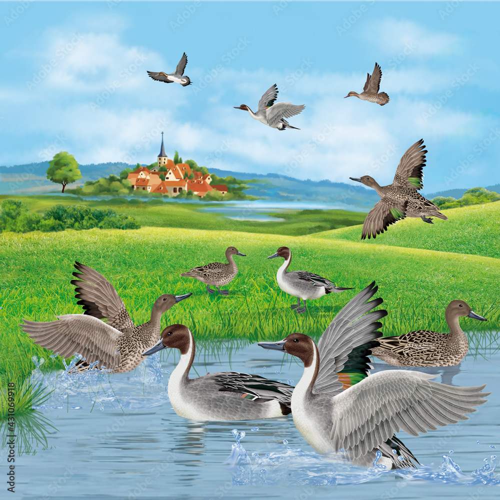 canard pilet, colonie, étang, chasse, village, en nage, en vol ...