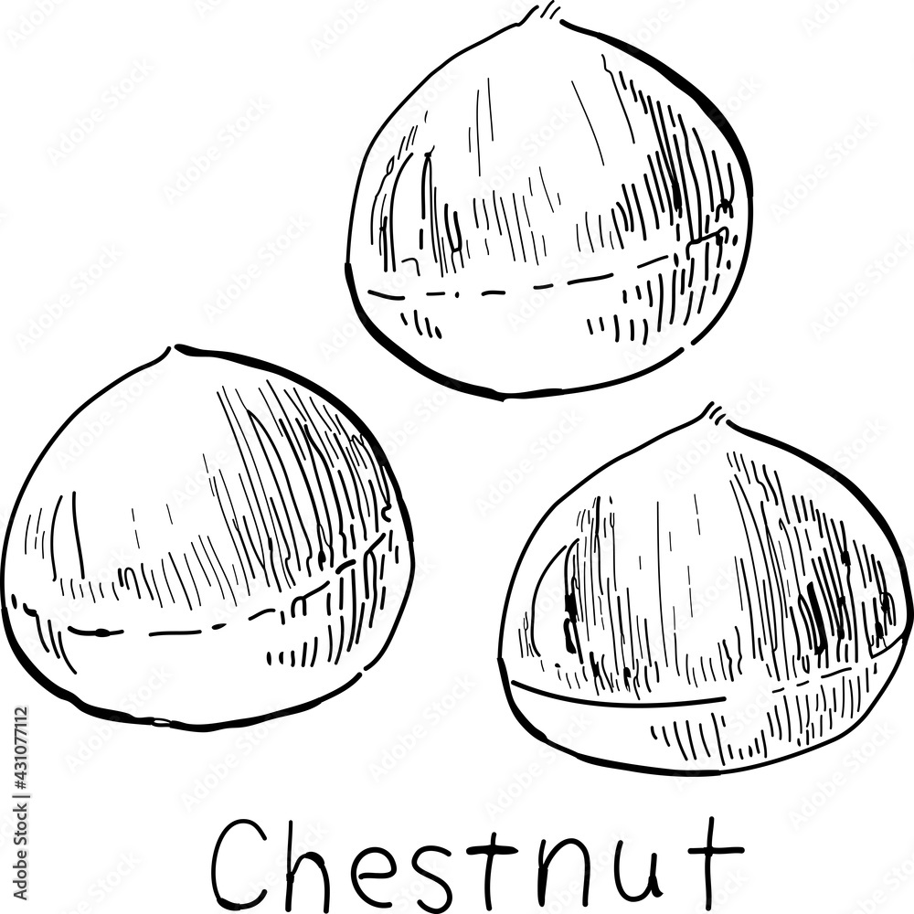 Hand-drawn pen drawing of chestnuts. Stock Vector | Adobe Stock