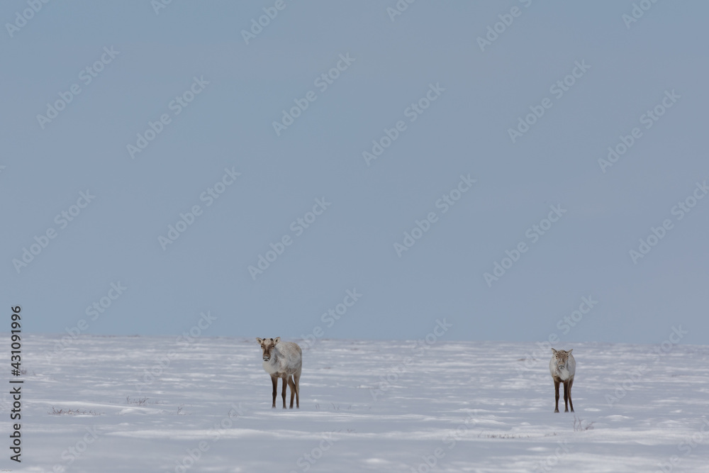 Two barren-ground caribou, rangifer tarandus groenlandicus, standing in ...