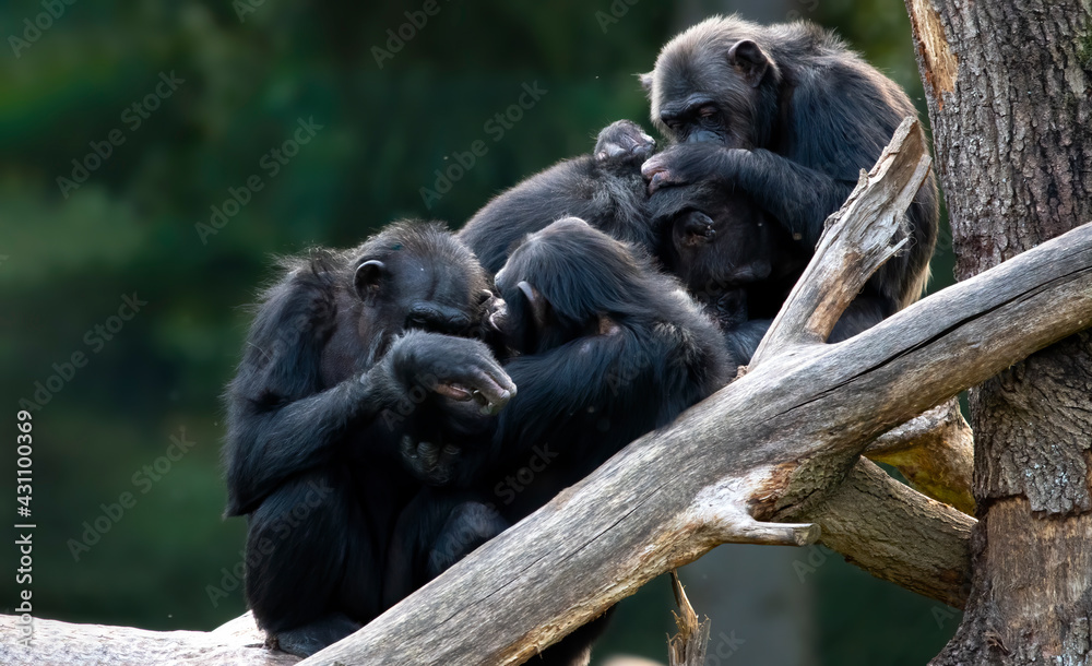 Four monkeys sitting between tree branches, cleaning and take care of ...