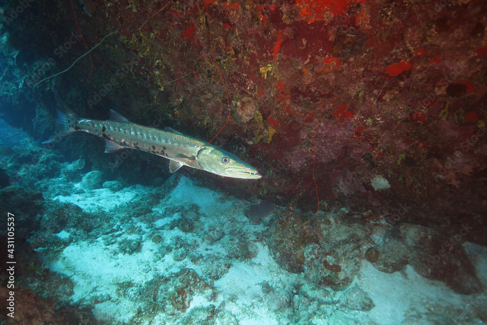 The great barracuda (Sphyraena barracuda), also known as the giant ...