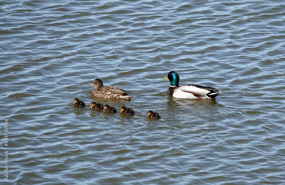 Cute mallard family with mother and father swimming next to ducklings ...