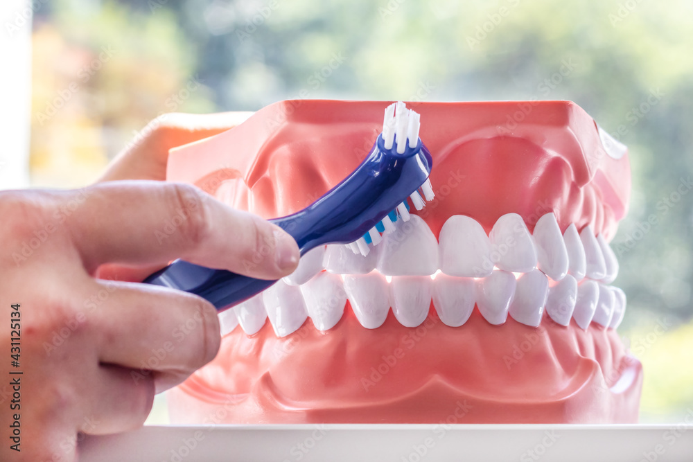 Explaining dental hygiene with an anatomical model of teeth Stock Photo ...