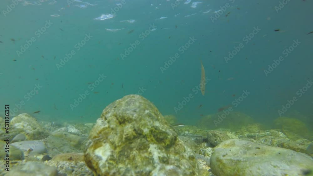 Adriatic sea fishes in the natural environment. Sea fishes in shallow ...