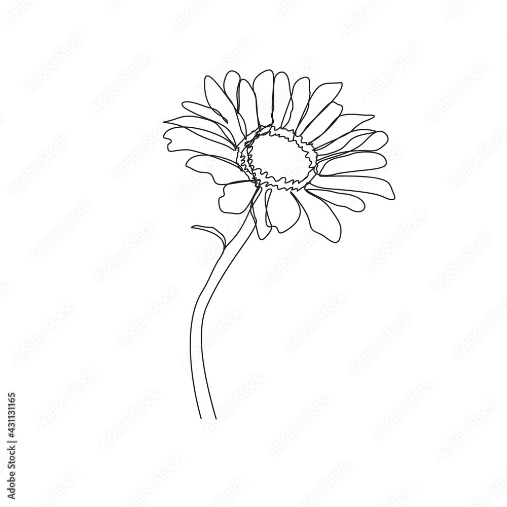 White Daisy Drawing