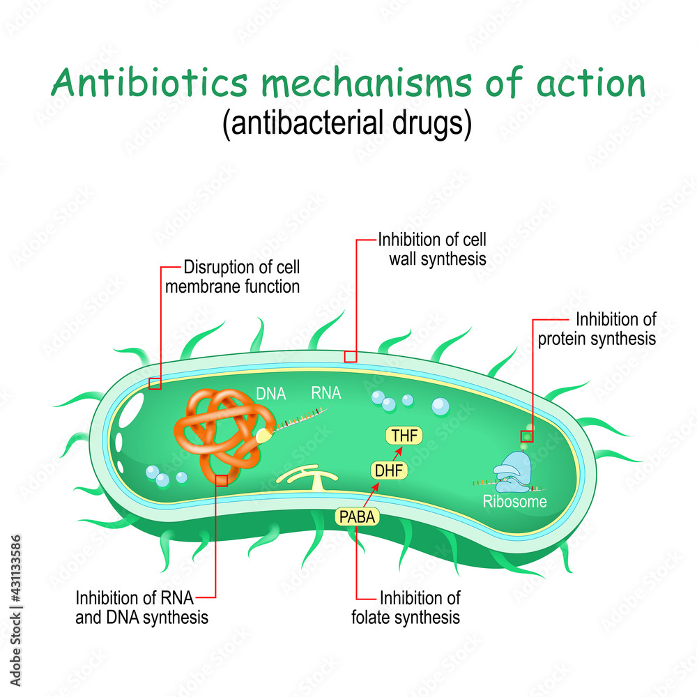 Antibiotics mechanisms of action. antibacterial drugs. Stock Vector | Adobe Stock
