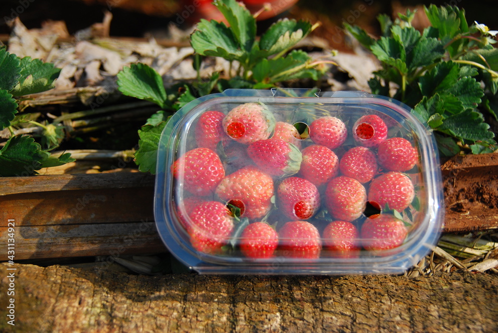 Closeup Fresh Strawberry in plastic box for take home at strawberry ...