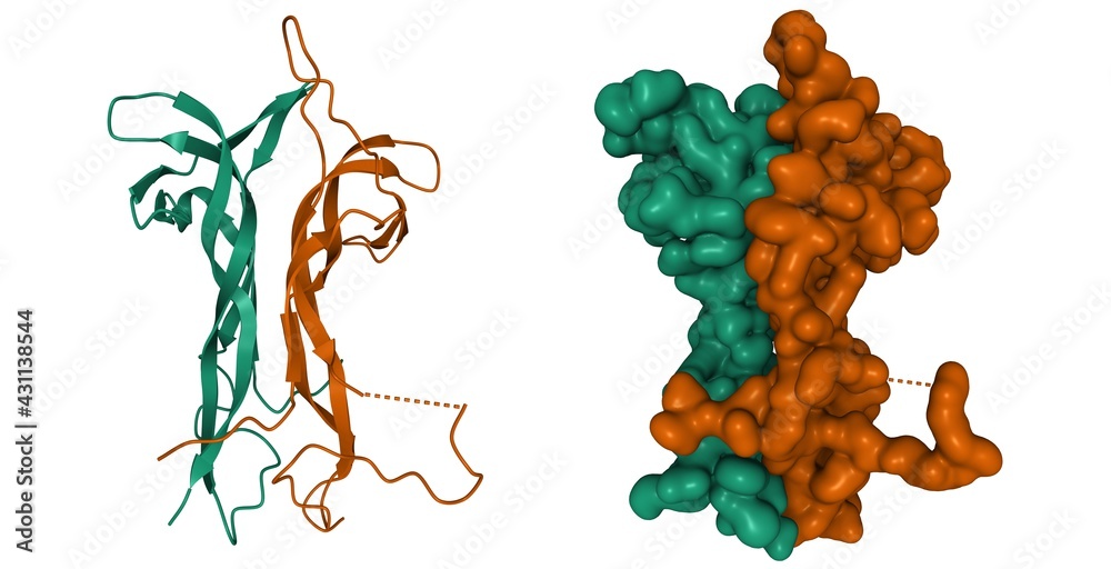 Structure of the brain derived neurotrophic factor (green ...