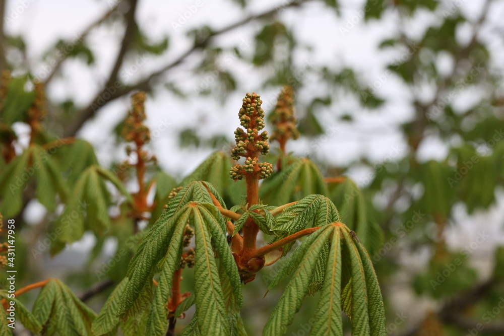 Close up of the flower buds of a chestnut tree, Aesculus hippocastanum ...