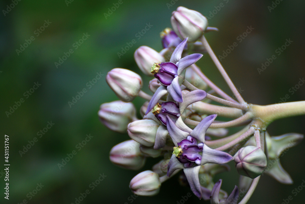Purple Crown Flower ; Giant Indian Milkweed ; Gigantic Swallowwort ...