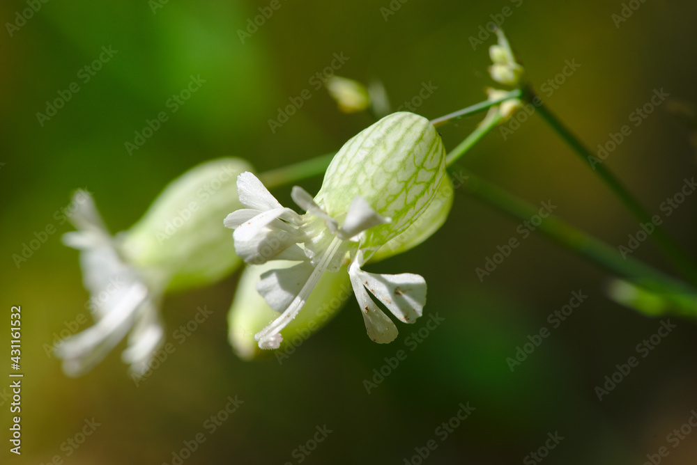 Flowers in capsules of Silene vulgaris or Claquet (Caryophyllaceae ...