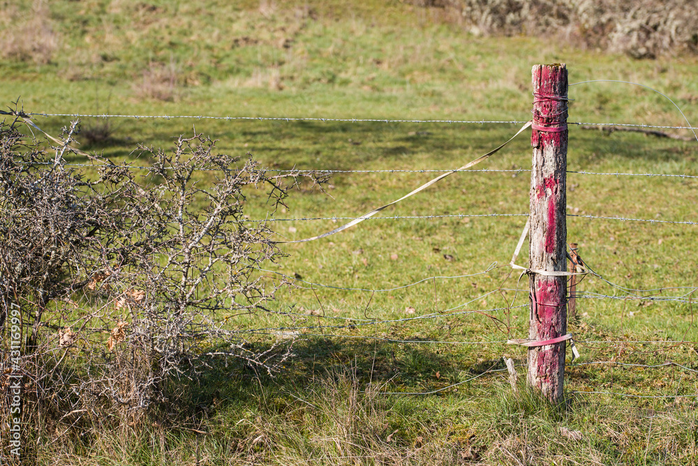 Un piquet rouge dans un pré vert. Un pieu dans un champ. L'agriculture ...