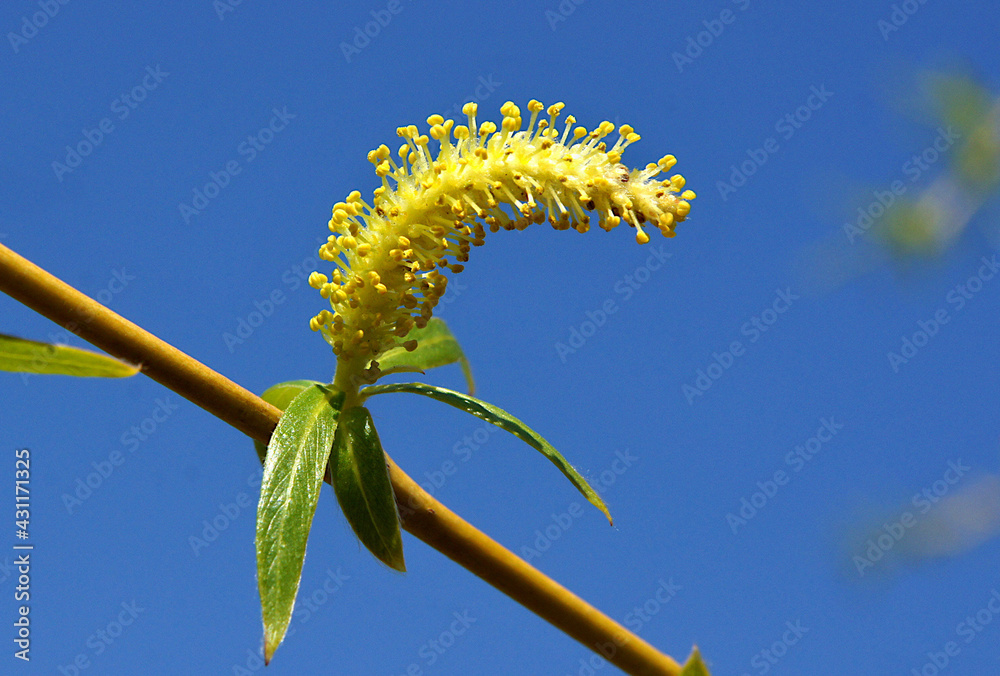 Weeping Willow Flower