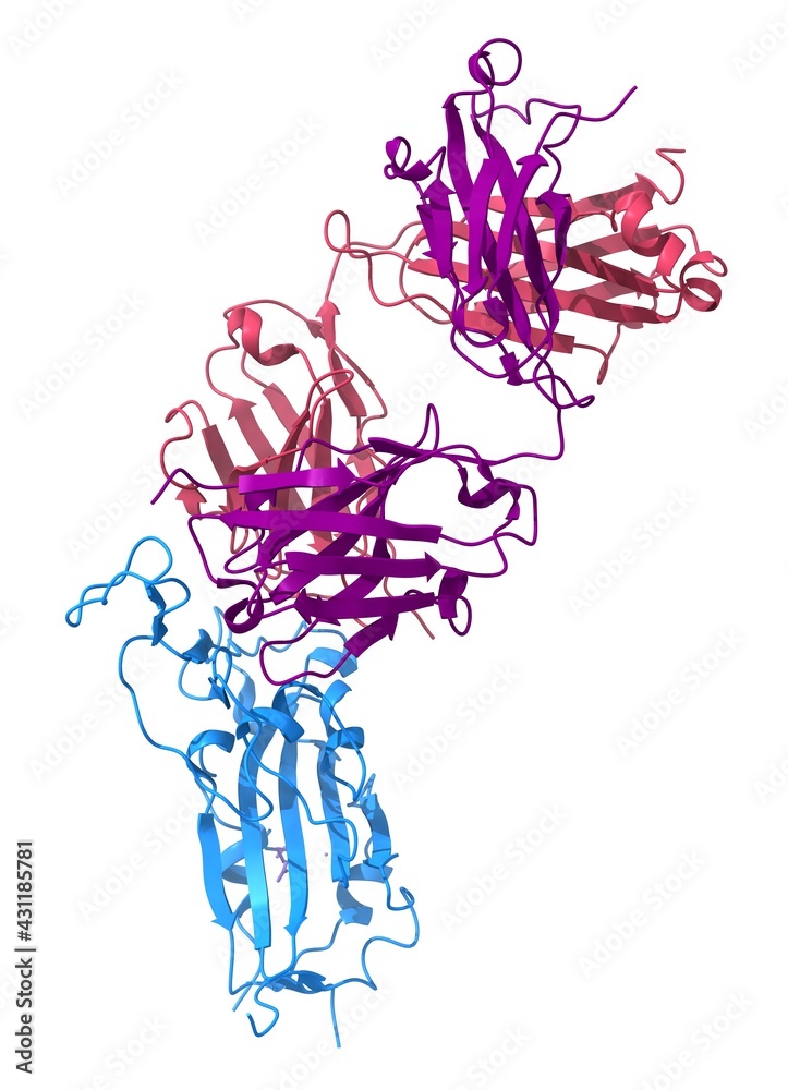SARS-CoV-2 spike RBD Antibody complex Stock Illustration | Adobe Stock