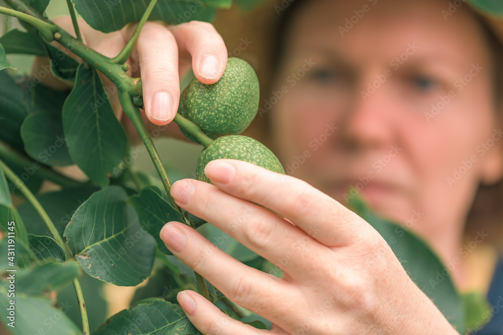 Female farmer examining walnut tree branches and leaves for common pest ...