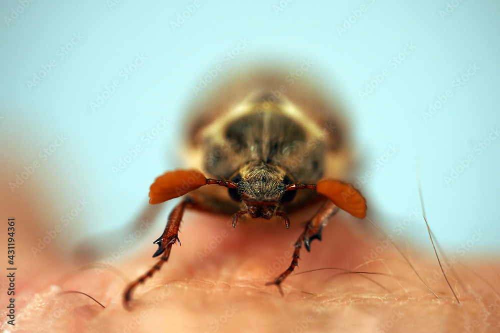 Cockchafer sits on a rope, insect in isolation. Insect with hard elytra ...