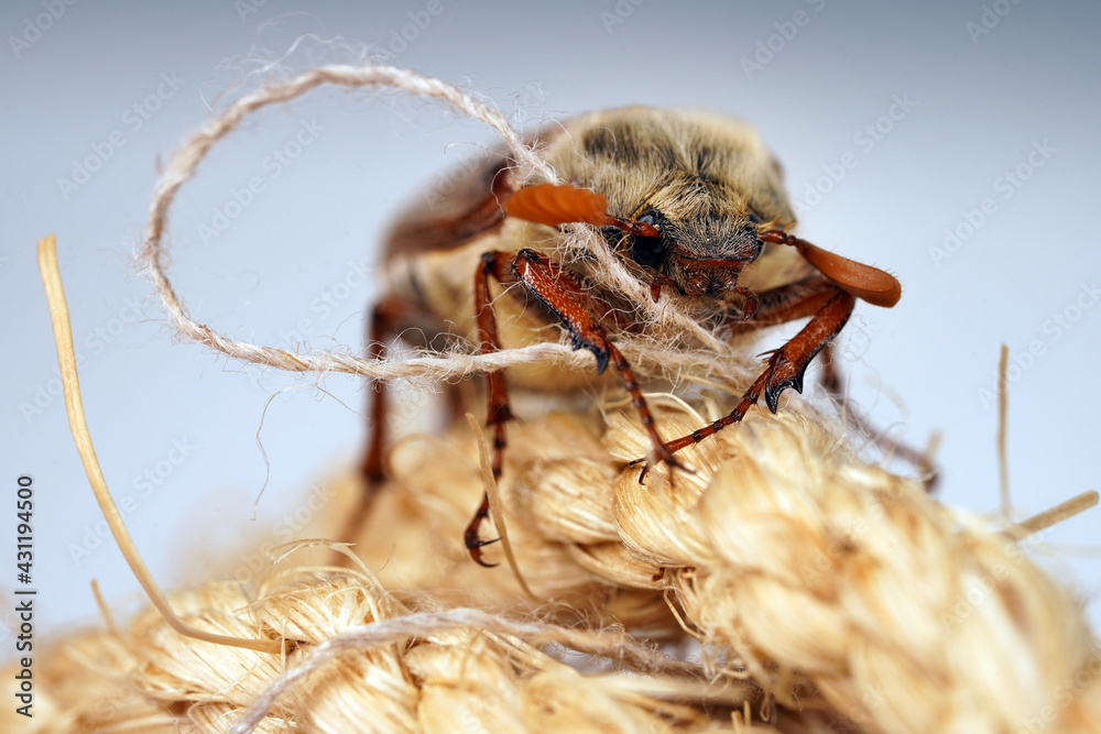 Cockchafer sits on a rope, insect in isolation. Insect with hard elytra ...