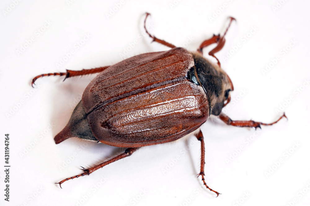 Cockchafer sits on a rope, insect in isolation. Insect with hard elytra ...