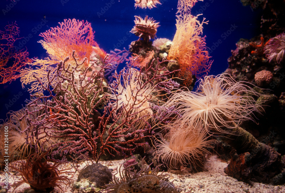 fonds marins, Corail, Anémone de mer, Mer rouge, Israel Stock-Foto ...