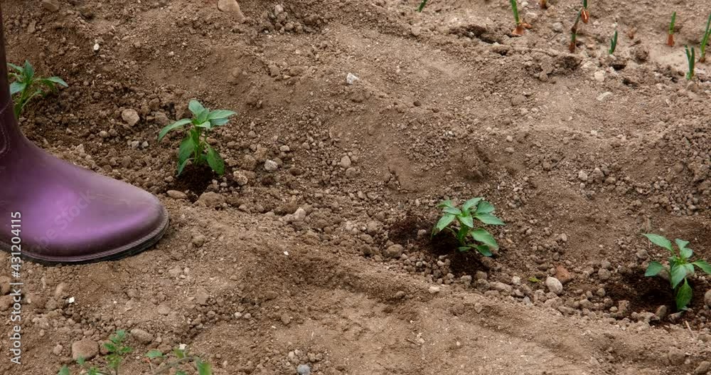 Human hands adding soil to new planted vegetable seedlings in the ...