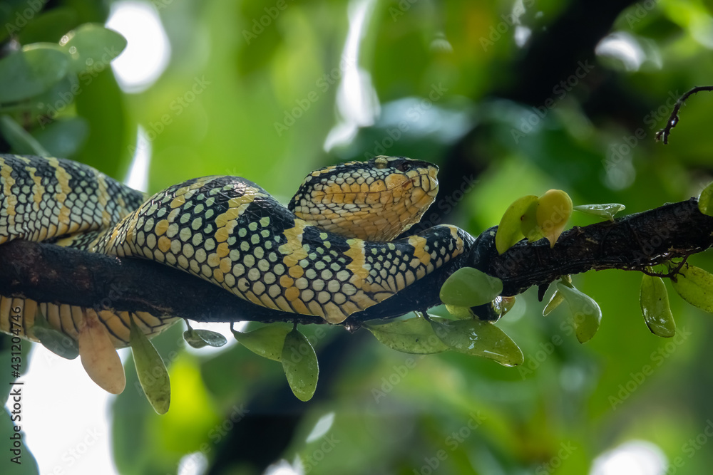 Wagler's Temple Pit Viper Tropidolaemus wagleri Sleeping on Tree Branch ...
