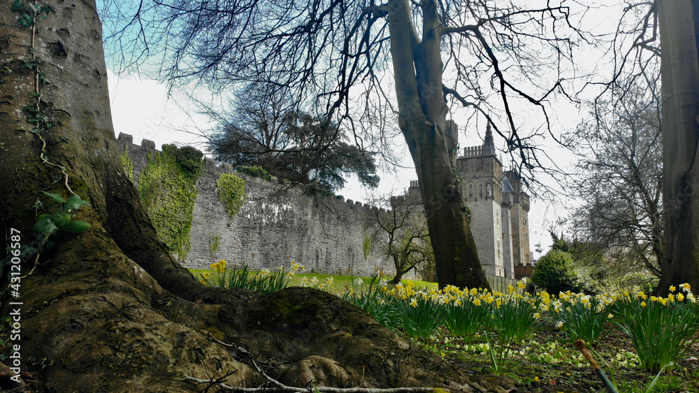 Cardiff Castle in Spring. The daffodils, the national emblem of Wales ...