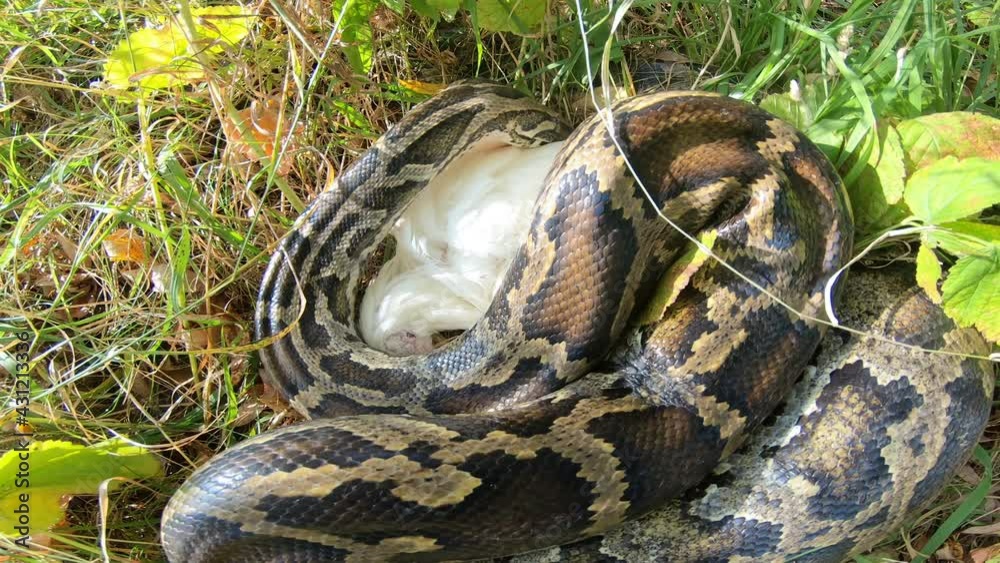 Close-up of a large spotted python snake in the grass, swallowing its ...