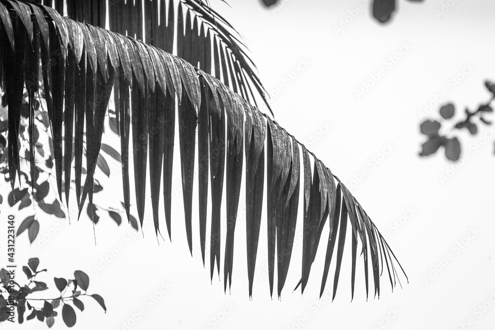 Monochrome Vegetation Silhouette. Abstract Exposure of Rain Forest ...