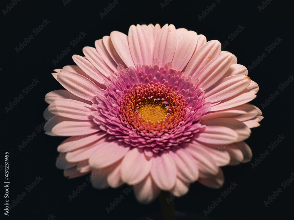 Gerbera is a genus of plants in the basket flower family. The genus ...