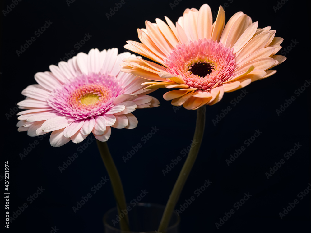 Gerbera is a genus of plants in the basket flower family. The genus ...