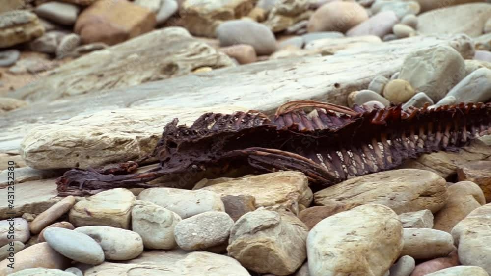 Fish skeleton on the seashore. The ocean threw the bones of the fish on ...