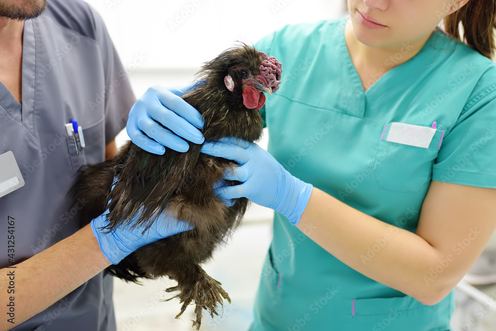Veterinarian inspection of chicken. Veterinary clinic during work. Farm ...
