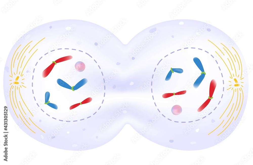 Telophase is the phase of the cell cycle. Stock Vector | Adobe Stock
