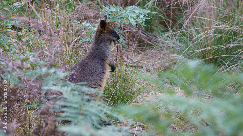 Foto de Wallaroo in a nature reserve called The Briars near Mount ...